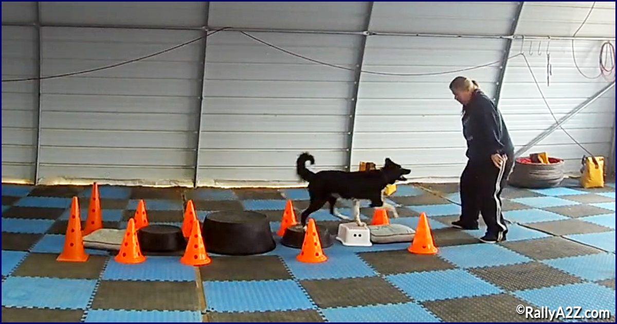 Rally A to Z ~ Training Classes and Commmunity for Rally Competitors